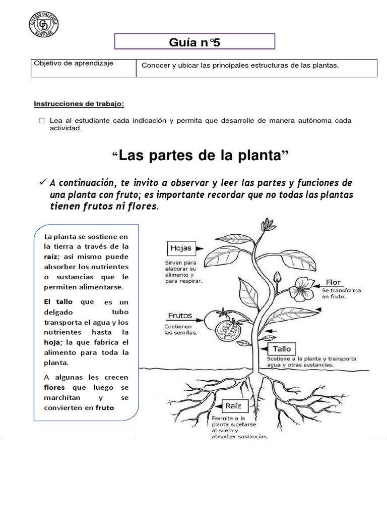 Guia N5.las Partes de La Planta PDF | PDF