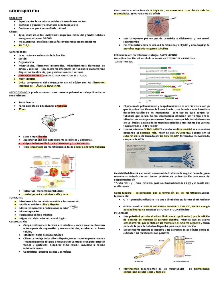 Estructura y Función del Citoesqueleto Celular | PDF