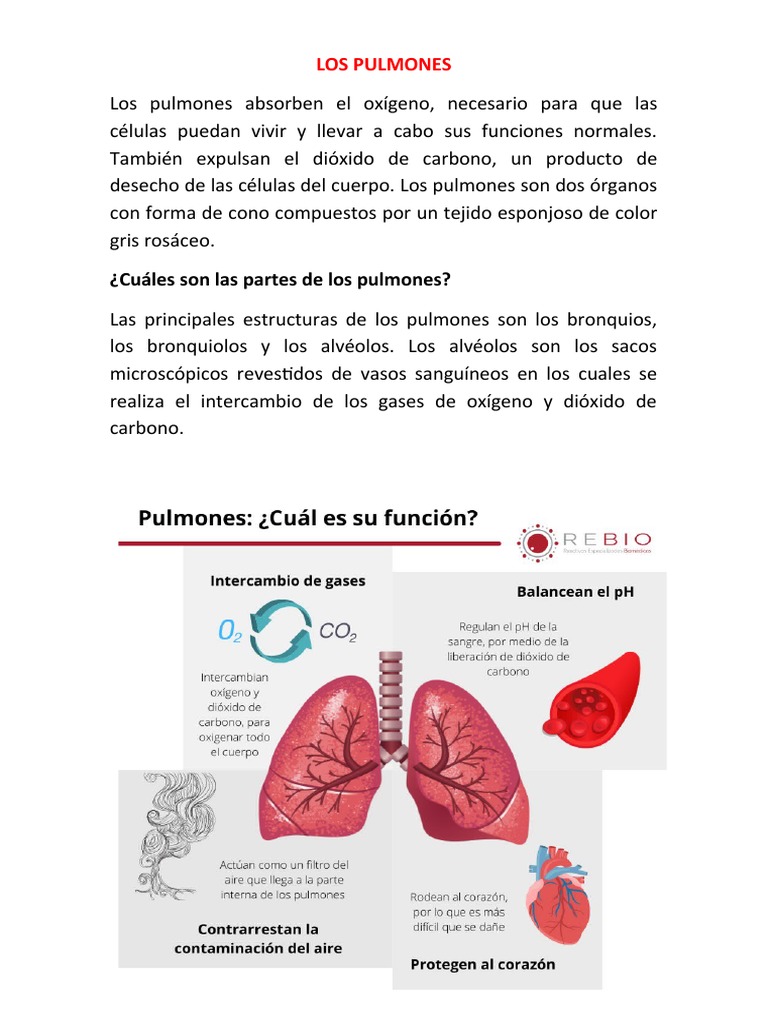 Función y Estructura de los Pulmones | PDF