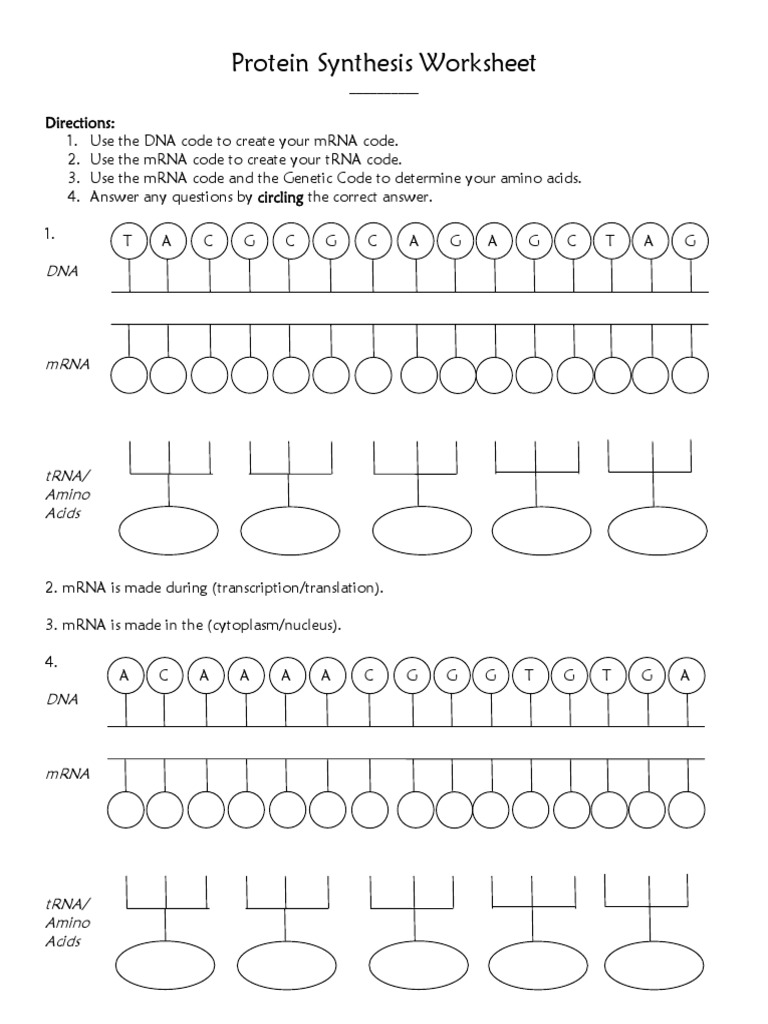 Visual Protein Synthesis Worksheet | PDF