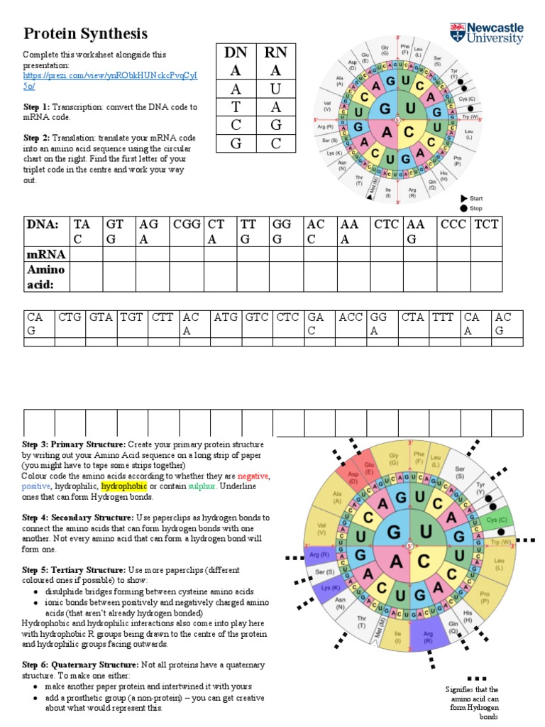 Protein Synthesis - Worksheet | PDF