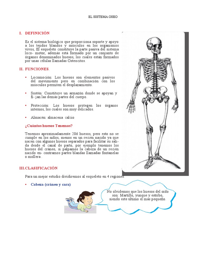 El Sistema Oseo Y Sus Partes Para Cuarto Grado De Primaria Pdf