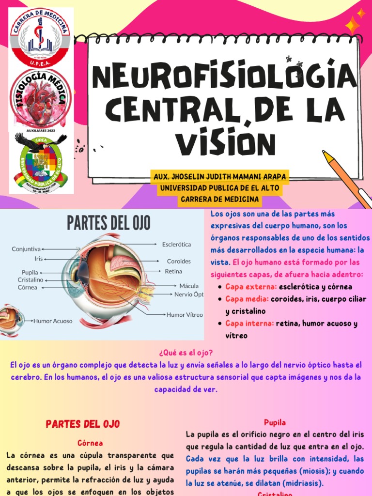 Neurofisiologia Central de La Vision PDF | PDF