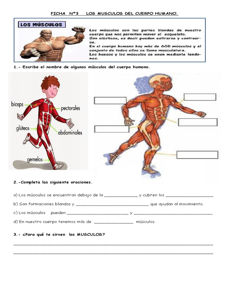 Ficha Nº3 Los Musculos | PDF
