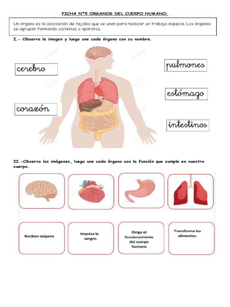 Funciones de los Órganos del Cuerpo Humano | PDF