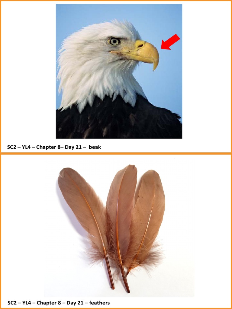 YL4 - Flashcards - Story Central - Chapter 8 | PDF