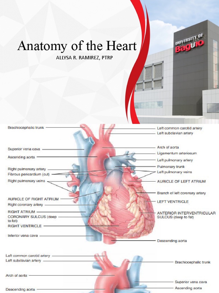 1st I ANATOMY & PHYSIOLOGY OF HEART | PDF