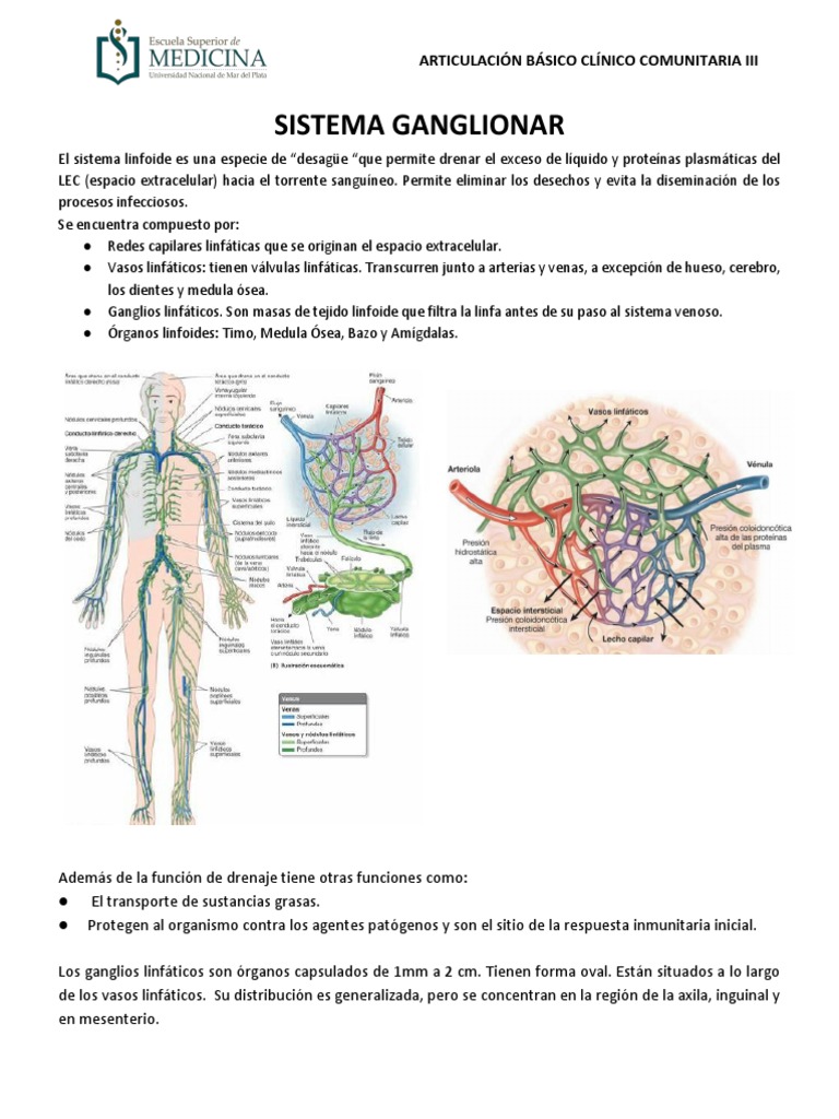 Lectura Complementaria - Sistema Ganglionar PDF | PDF