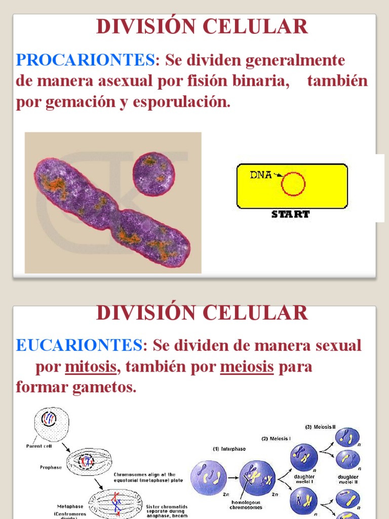 Fisión Binaria y Ciclo Celular Procarionte | PDF