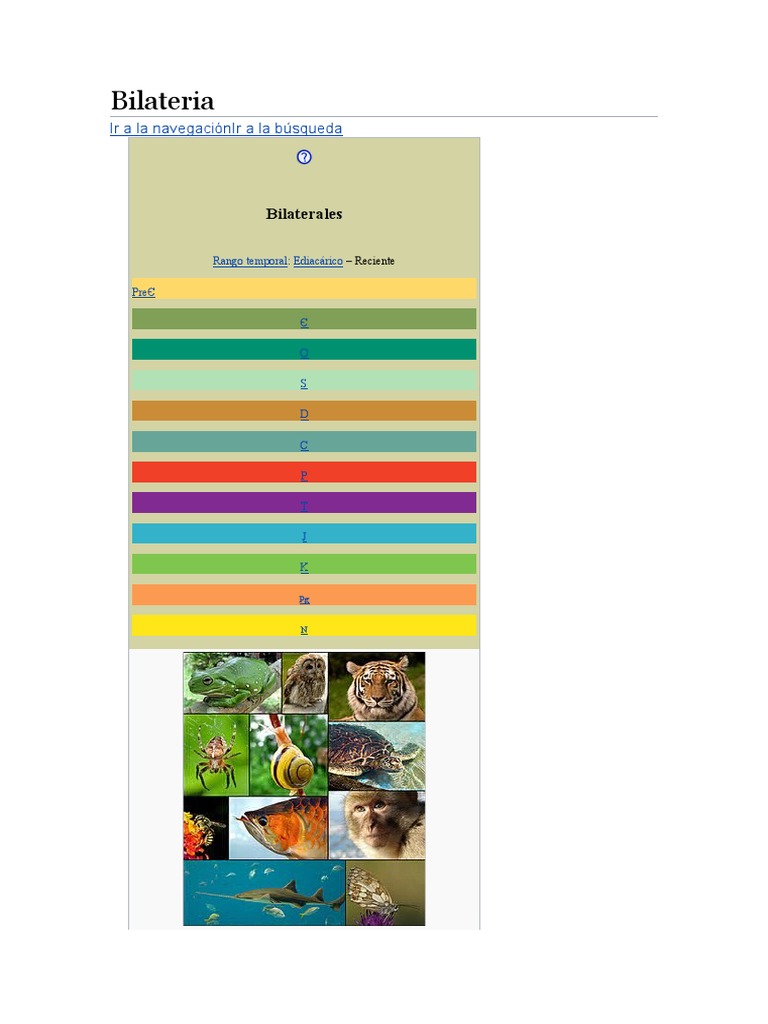 Simetría Bilateral en Animales | PDF