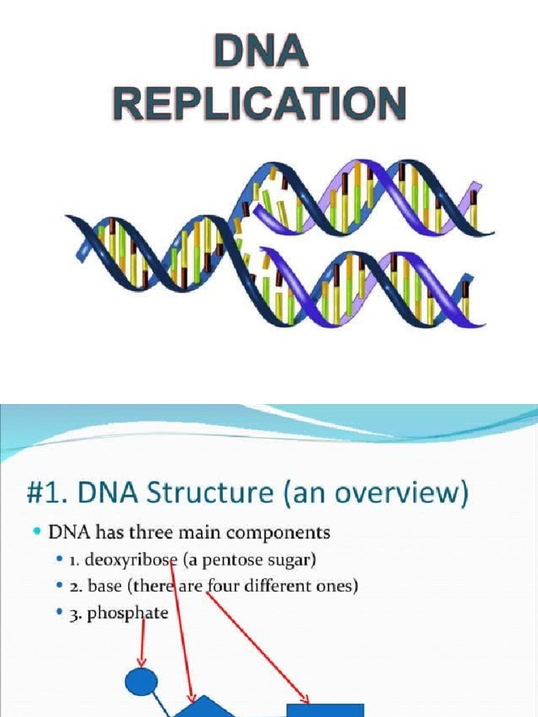DNA and Replication | PDF