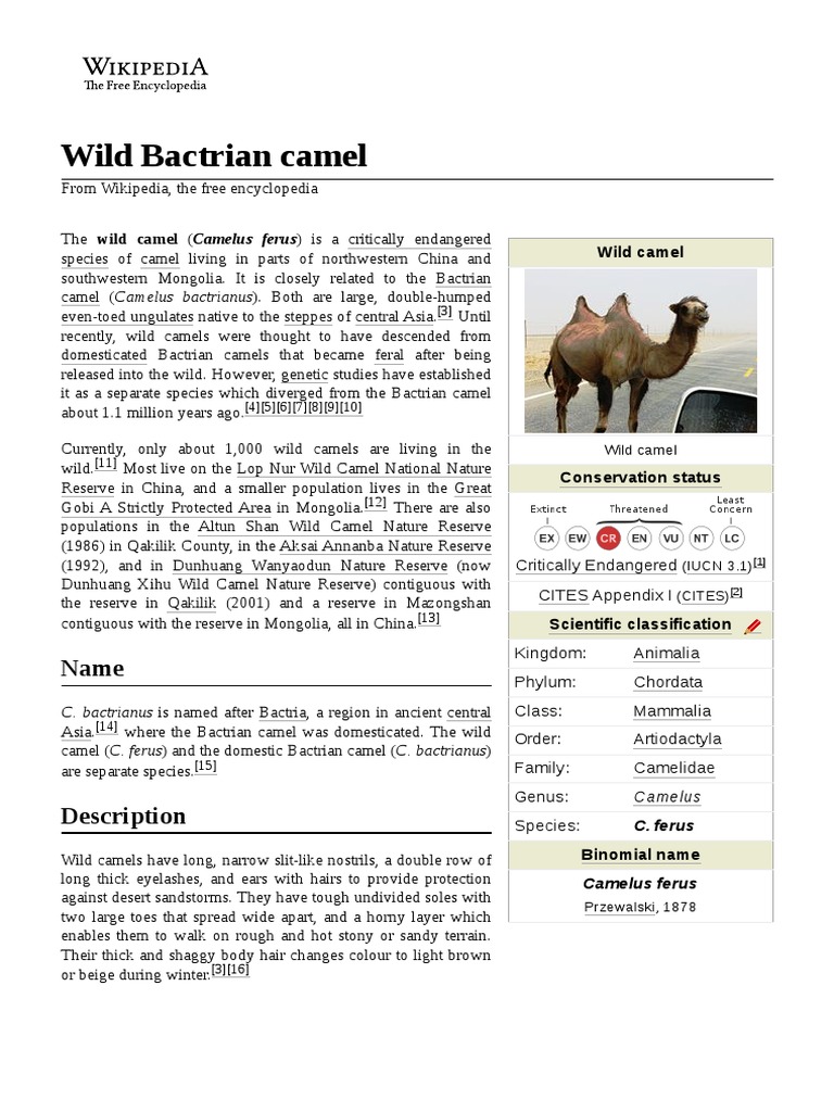 Wild Bactrian Camel PDF | PDF