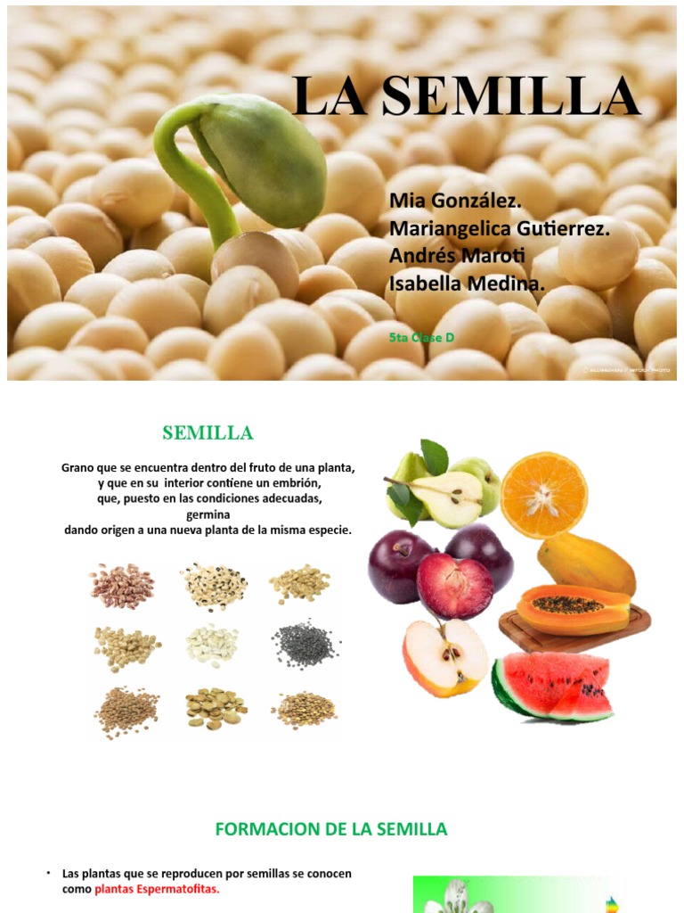 Semillas Power Point | PDF