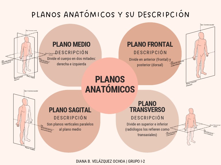 Planos Anatomicos PDF | PDF