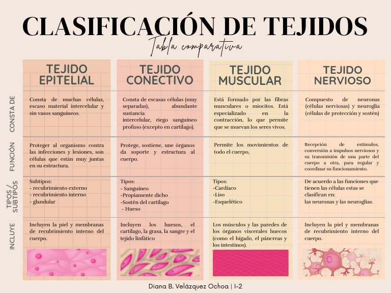 Clasificacion de Tejidos PDF | PDF | Músculo | Neurona