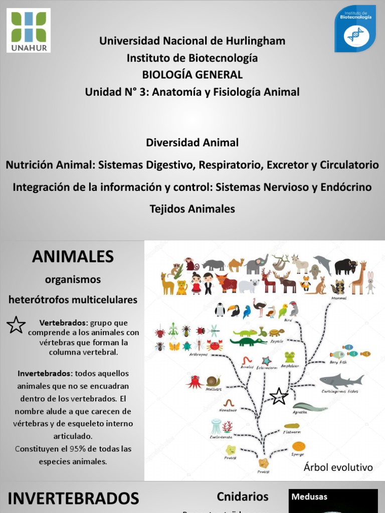Diapositivas UNIDAD 3 ANIMALES PDF | PDF | Sistema circulatorio | Digestión