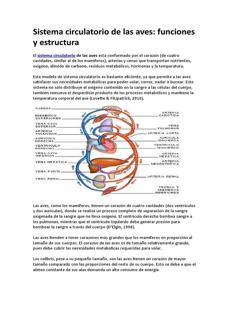 Sistema circulatorio de las aves.docx | PDF