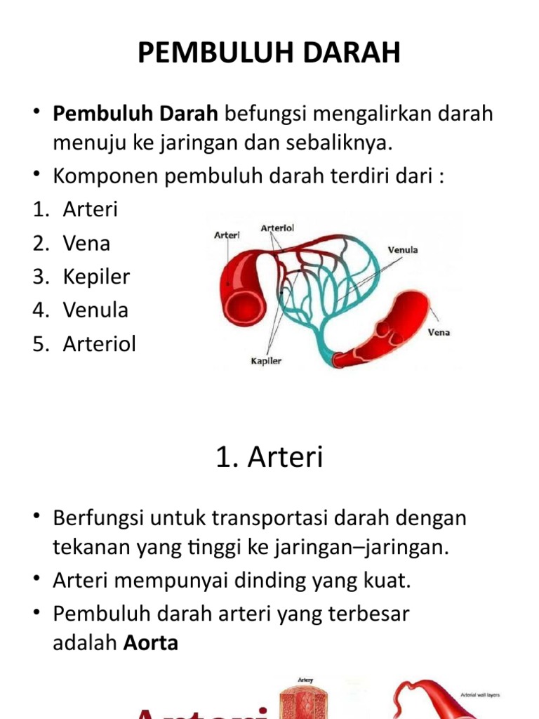 Pembuluh Darah | PDF | Klasik