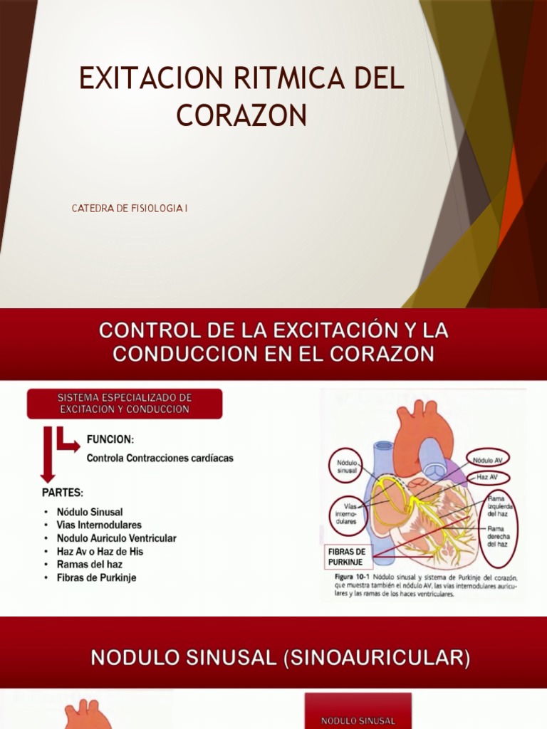 Exitacion Ritmica Del Corazon | PDF