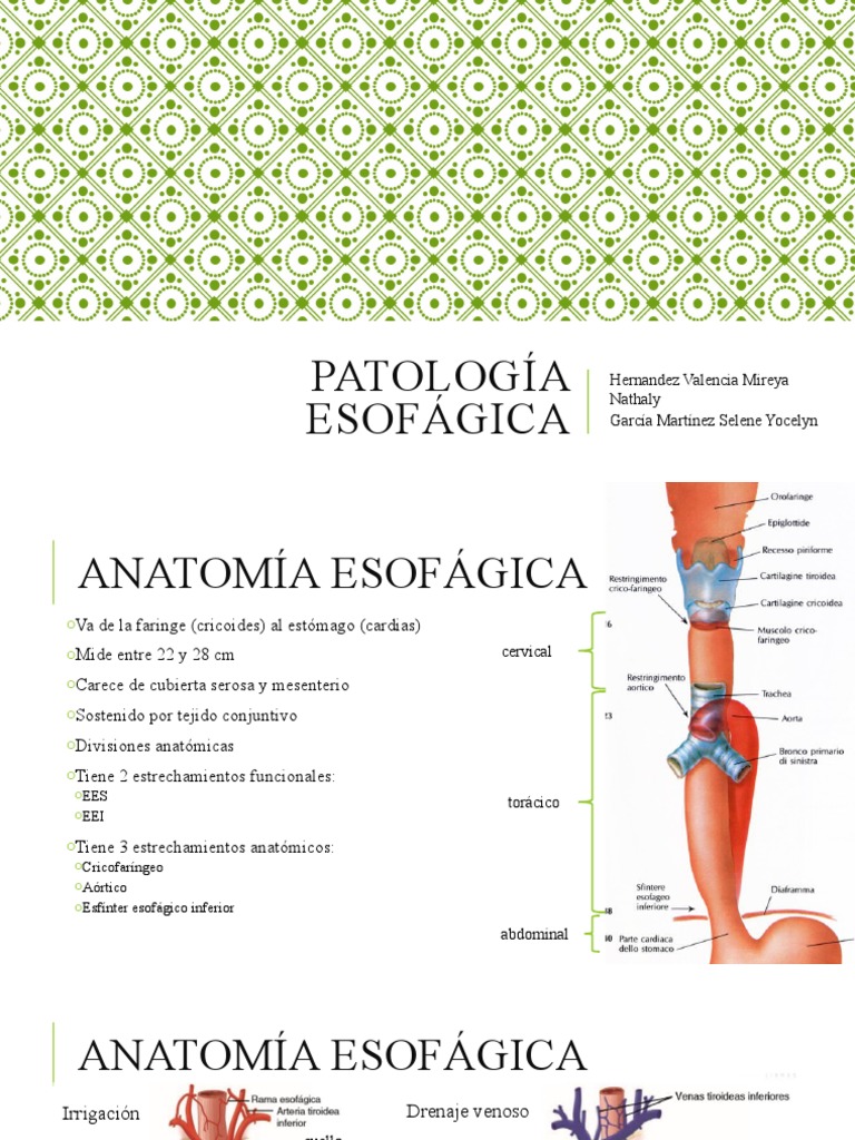 Anatomía y Fisiología del Esófago | PDF | Esófago | Estómago