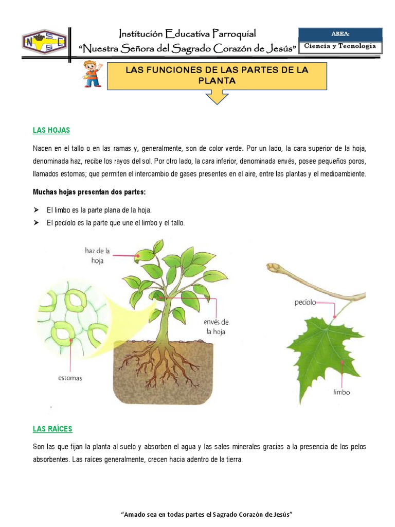 Ficha de Las Partes de La Planta PDF | PDF