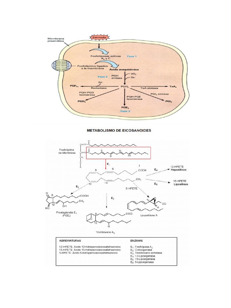 Sintesis de Eicosanoides | PDF