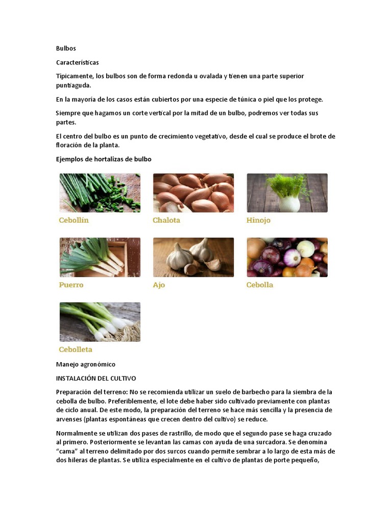 Guía Completa para Cultivo de Bulbos | PDF