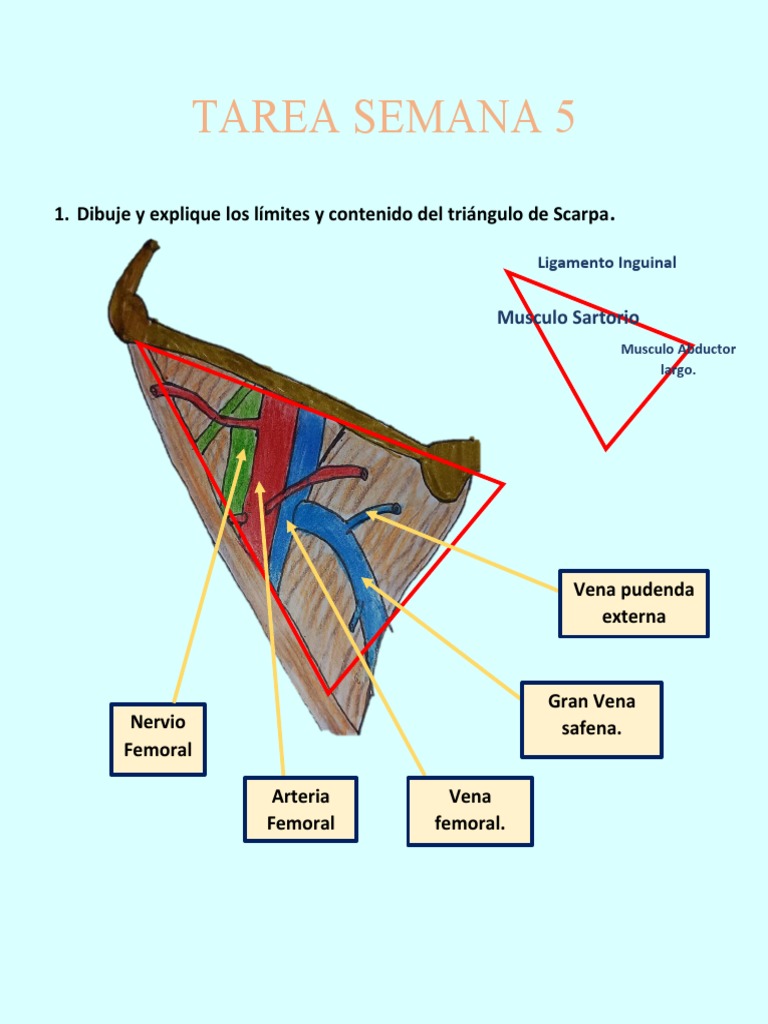 TAREA SEMANA 5 Morfo | PDF