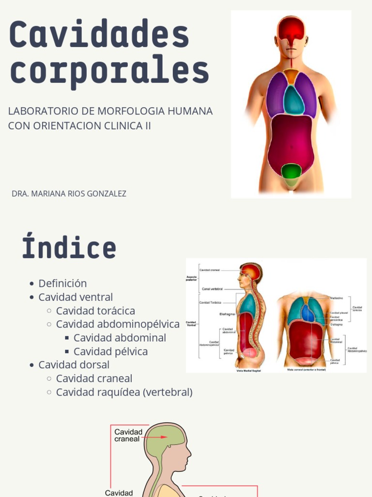 Cavidades Corporales PDF | PDF | Abdomen | Tórax