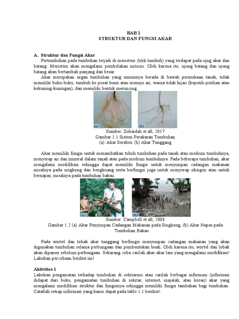 Modifikasi Akar dan Batang Tumbuhan | PDF