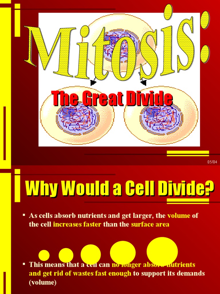 Mitosis | PDF | Mitosis | Cell Cycle