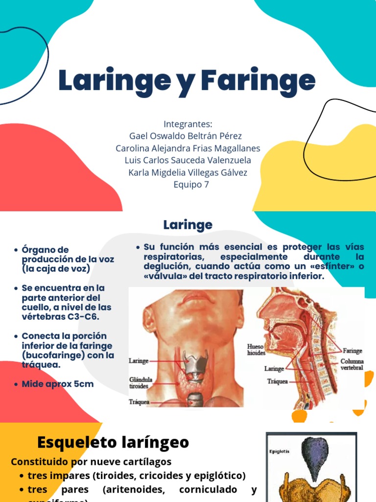 Estructura y Función de Laringe y Faringe | PDF