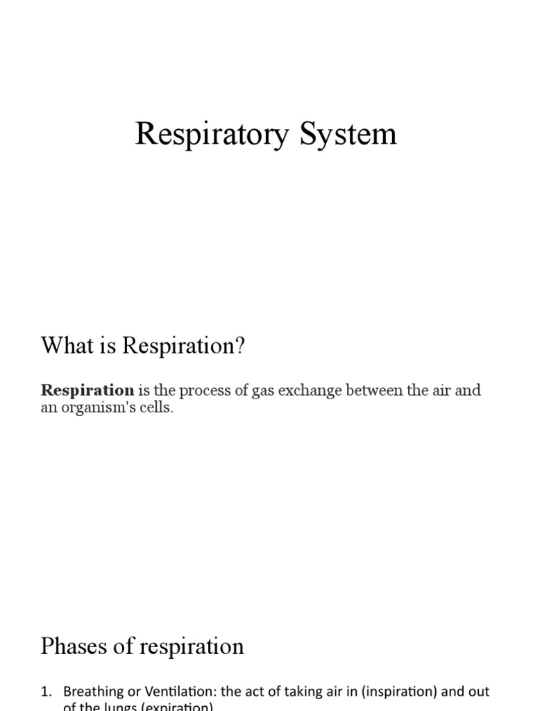 Respiratory System Final | PDF