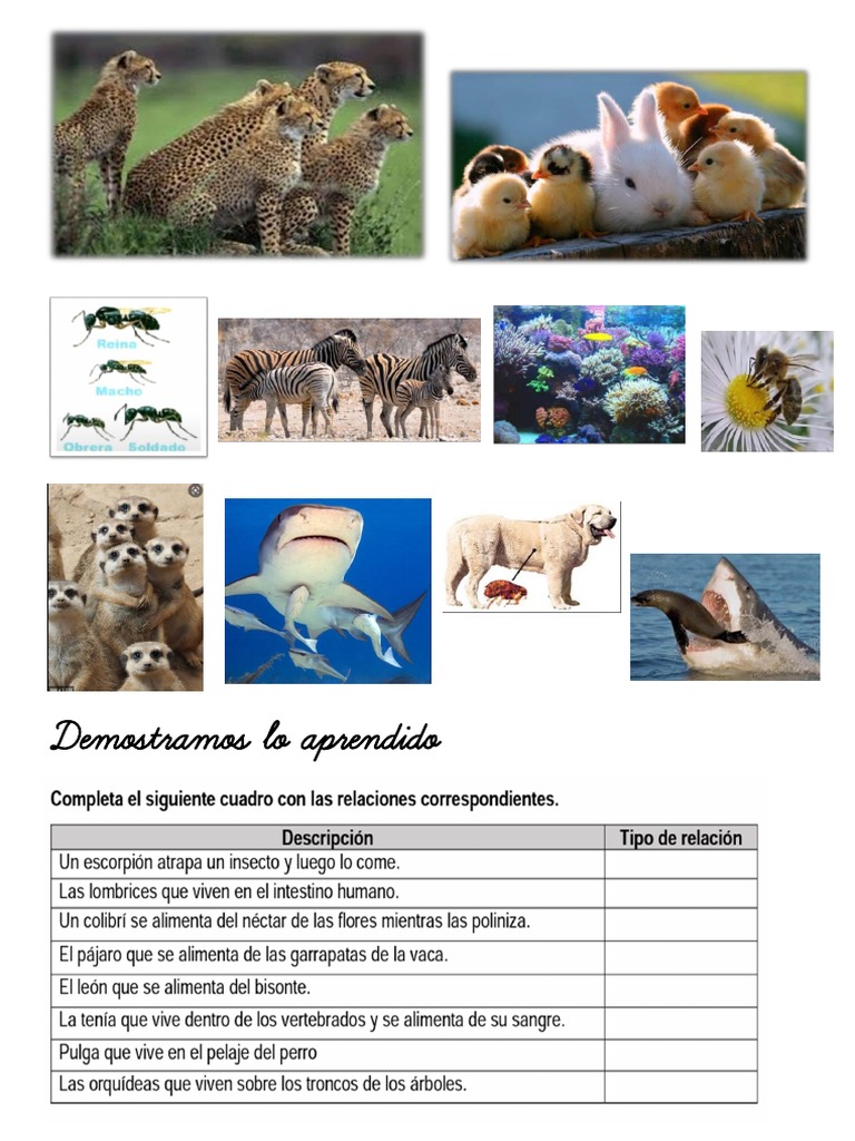 Actividad RELACIÓN ENTRE LOS SERES VIVOS PDF | PDF
