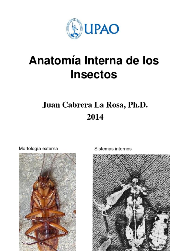 Anatomía Interna de los Insectos | PDF | Ciencia y matemáticas