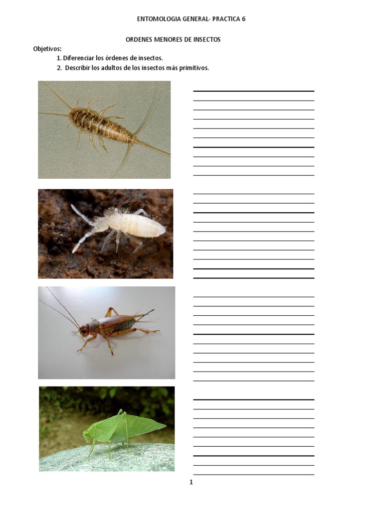 Practica 6. Ordenes Menores de Insectos PDF | PDF