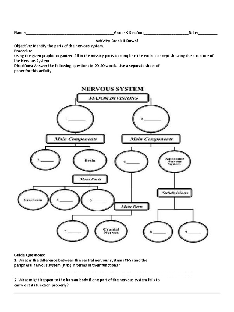 Activity Nervous System | PDF