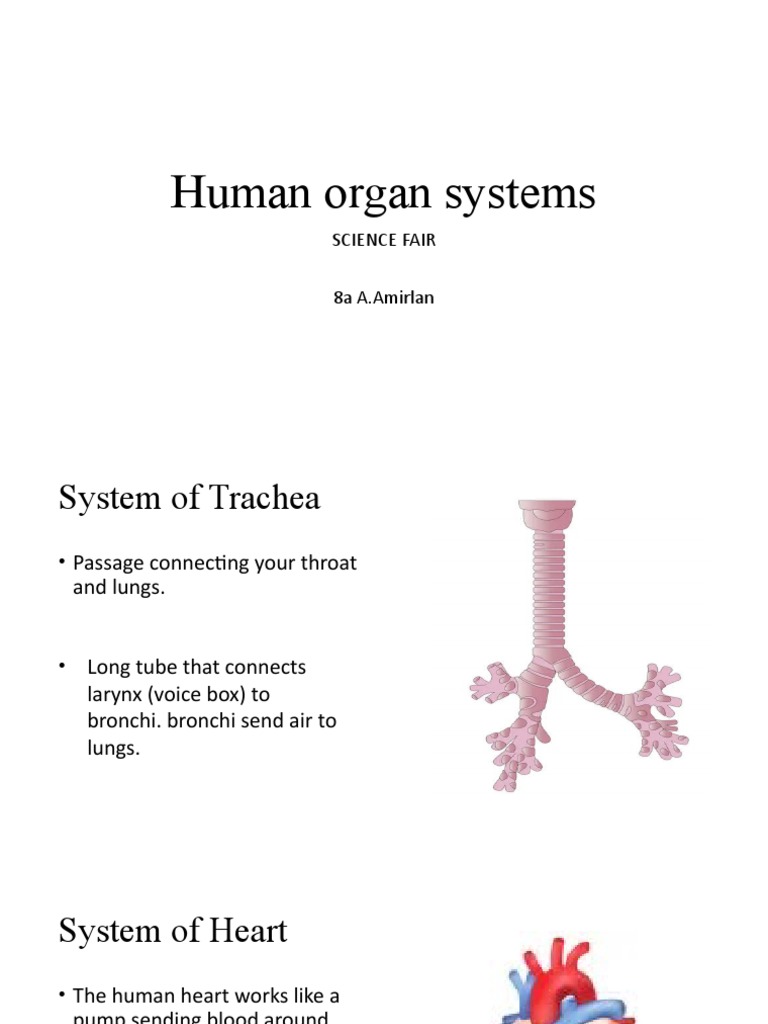 Human Organ Systems | PDF