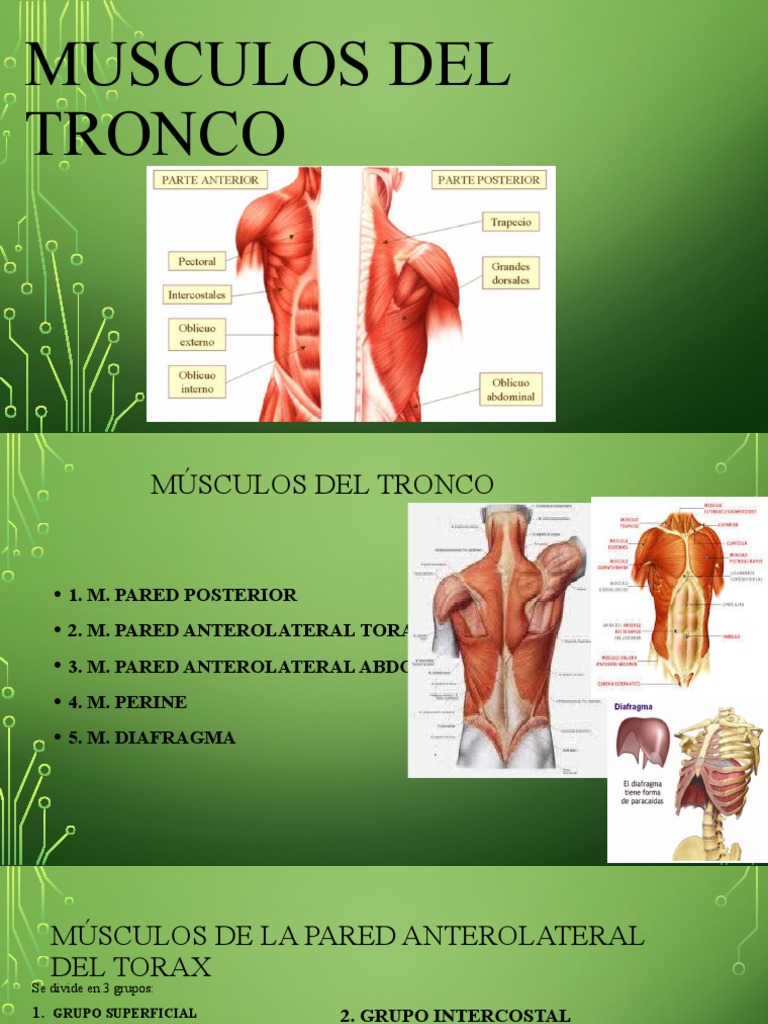 Anatomía de los Músculos del Tronco | PDF