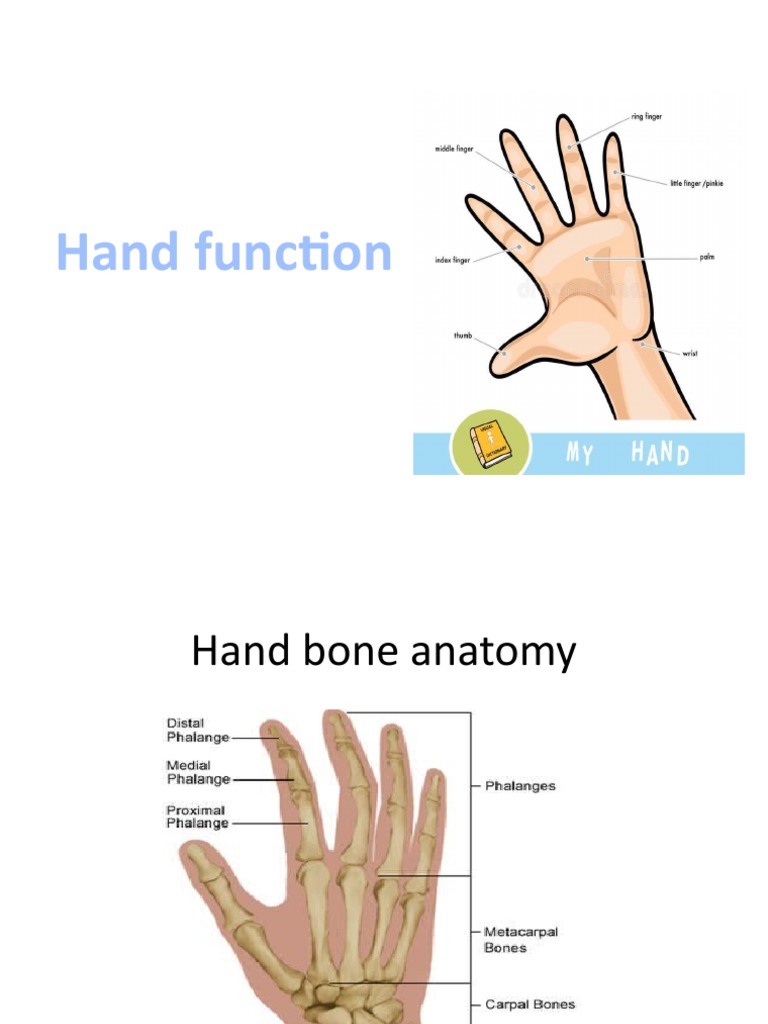 Hand Function | PDF