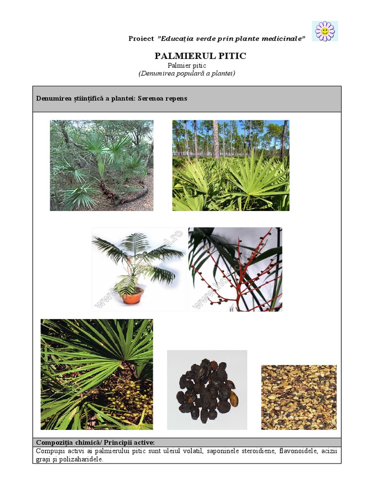 Palmierul Pitic | PDF