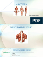 Musculos Intrinsecos y Extrinsecos Del Dorso | PDF | La columna ...
