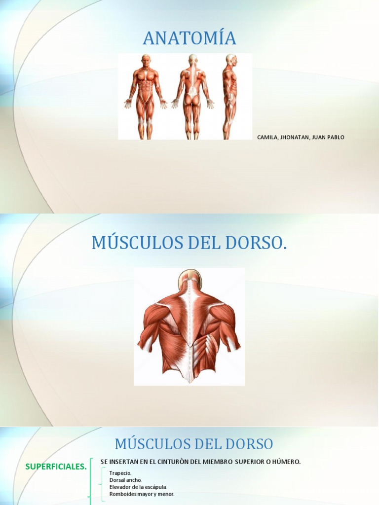 Anatomía de Músculos del Dorso | PDF