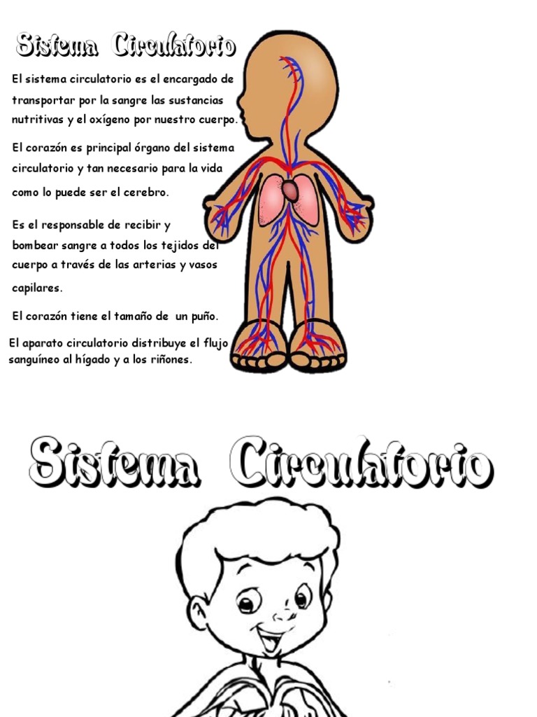Sistema Circulatorio 2021 Pdf Pdf