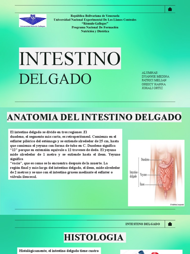 Intestino Delgado | PDF | Digestión | Intestino delgado