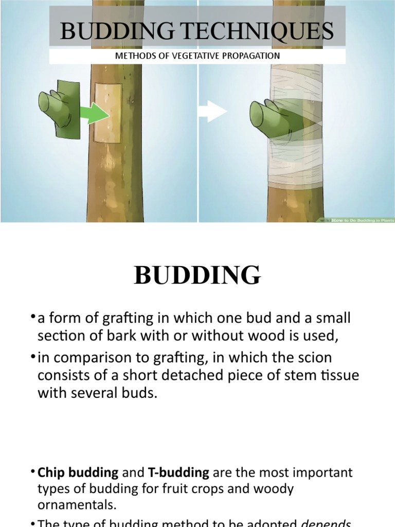 Budding Techniques | PDF | Grafting | Plant Morphology