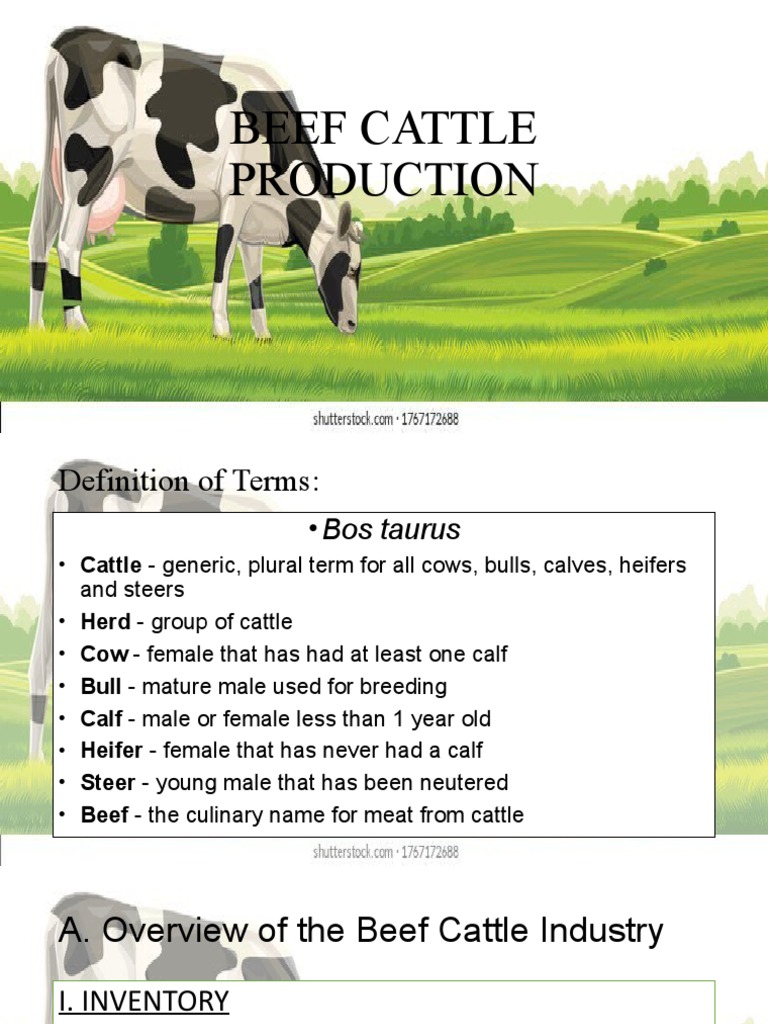 Beef Cattle Production in the Philippines | PDF