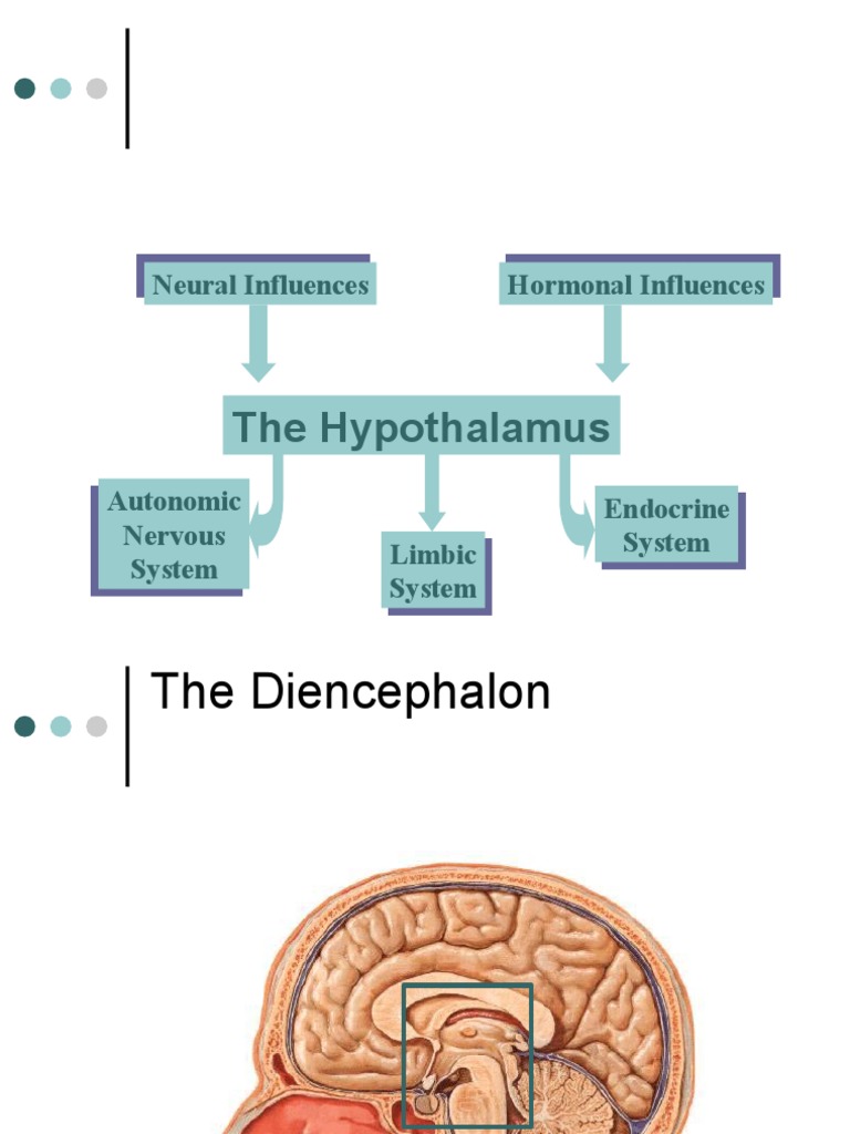 Functions and Structure of the Hypothalamus | PDF