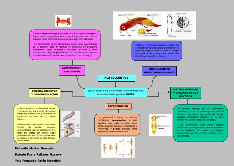 Mapa Conceptual Platelmintos PDF | PDF