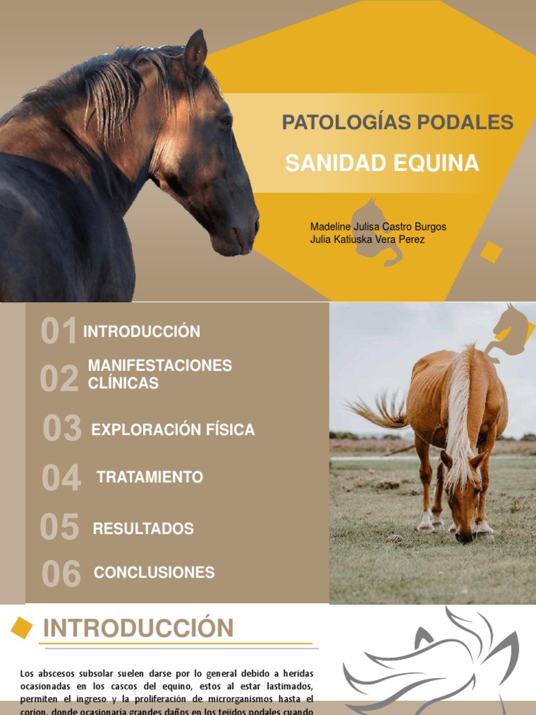 Absceso Subsolar en Equinos: Diagnóstico y Tratamiento | PDF ...